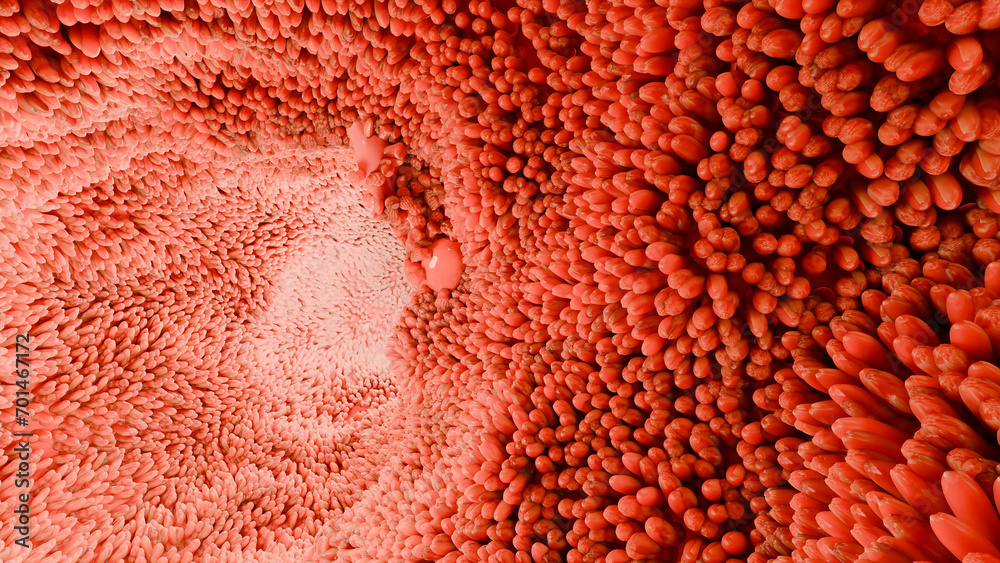 intestinal villi, Red microvilli in a intestinal tract. close-up ...