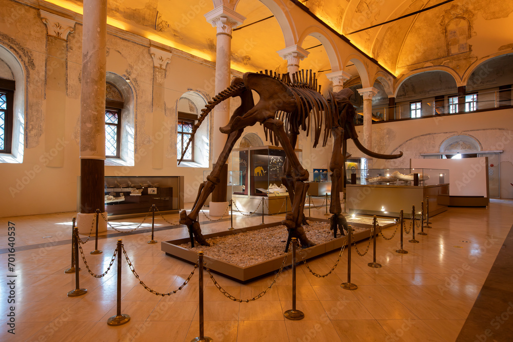 Turkey- Burdur 17 October 2023 natural history museum. The skeleton of ...