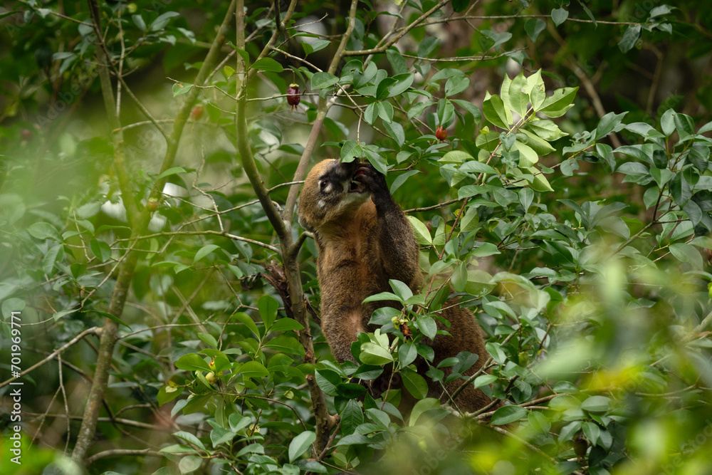 American coati is feeding in the forest. Coatis is looking for food in ...