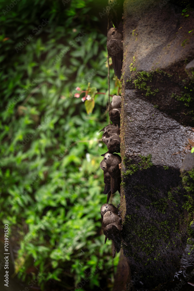 Great dusky swifts are protecting behind the waterfalls. Swifts use the ...