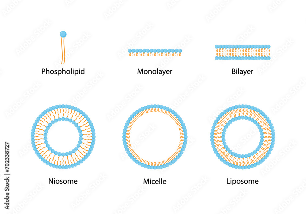 Liposome structure, phospholipid bilayer with hydrophilic head and ...