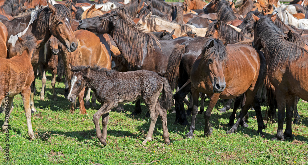 Horses in the festival of rapa das bestas, tradition in Galicia, Spain ...