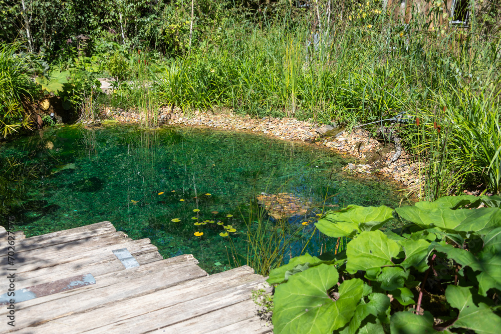 Ecosystème et zone humide - création d'une mare entourée de plantes et ...