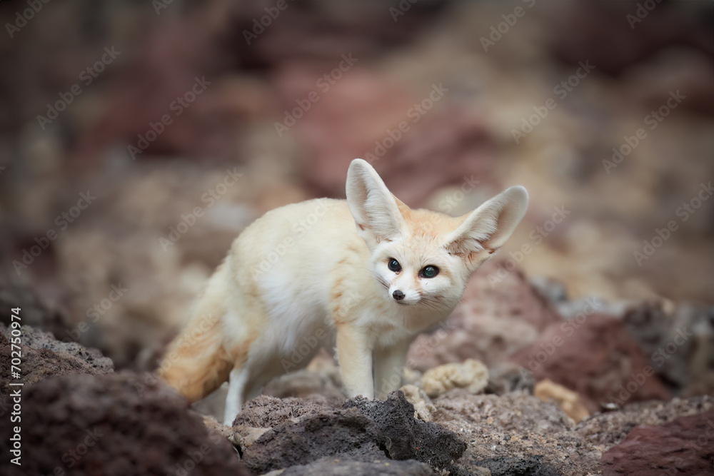 North African wildlife theme: Fennec fox, Vulpes zerda, the smallest ...