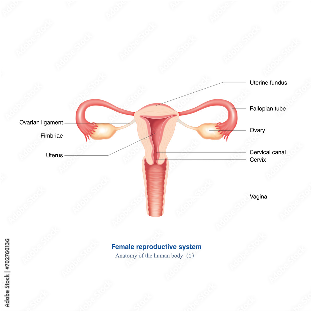 Atlas of Human Anatomy - Female Reproductive System, unlabeled version. The picture shows the ...