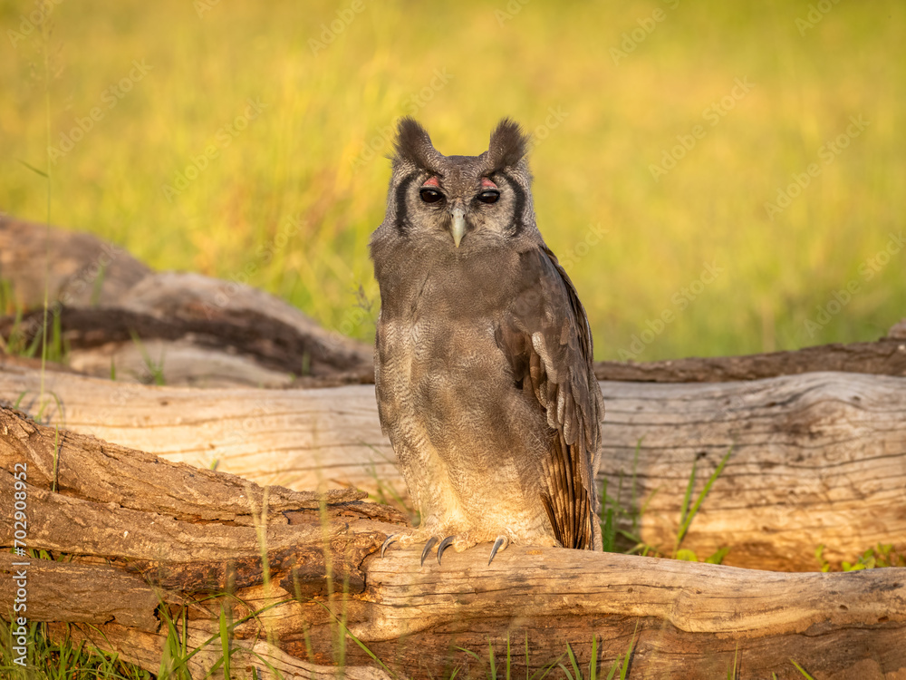 Verreaux's Eagle Owl, Bubo lacteus, also known as the milky eagle owl ...