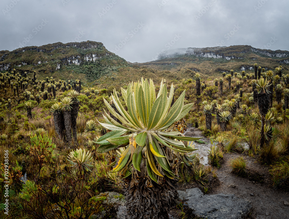 Frailejon landscape in the colombian paramo or moorland, hotsprings in ...