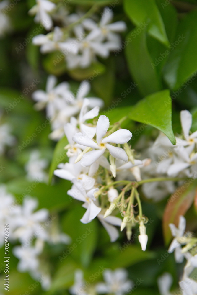 Chinese star jasmine - Trachelospermum jasminoides in bloom Confederate ...