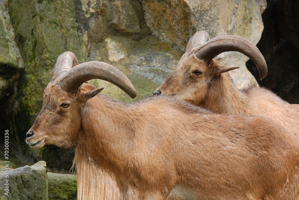 The Barbary sheep (Ammotragus lervia), also known as aoudad is a ...