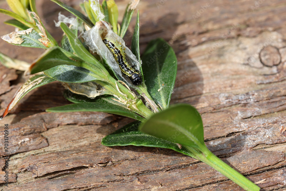Cydalima perspectalis, the box tree moth is an invasive caterpillar of ...