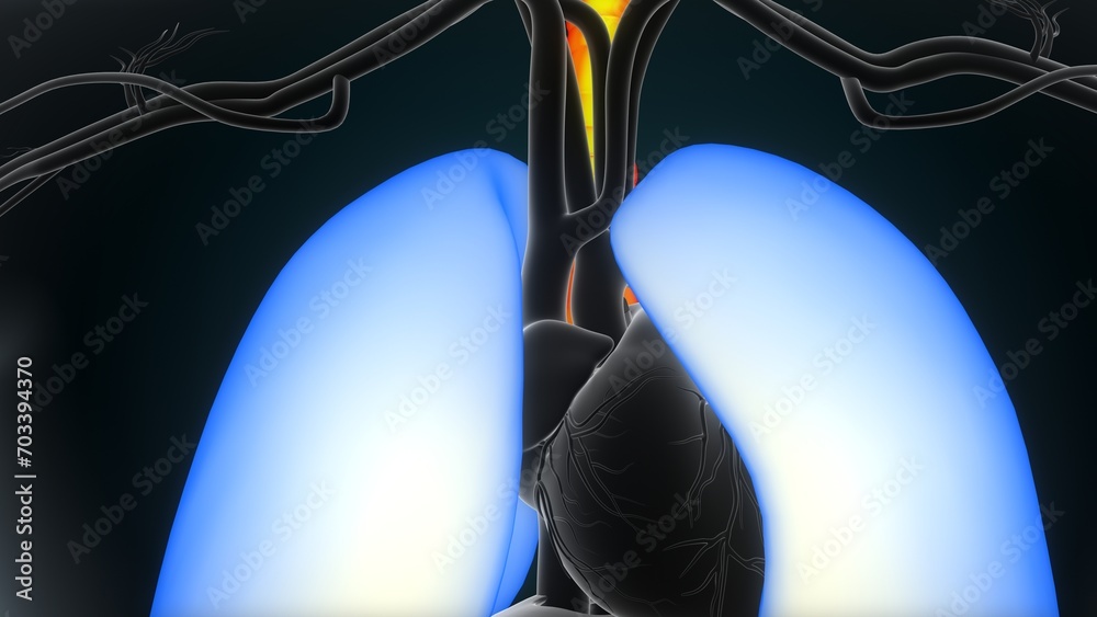 Human Heart ,large intestine Anatomy For Medical Concept 3D ...