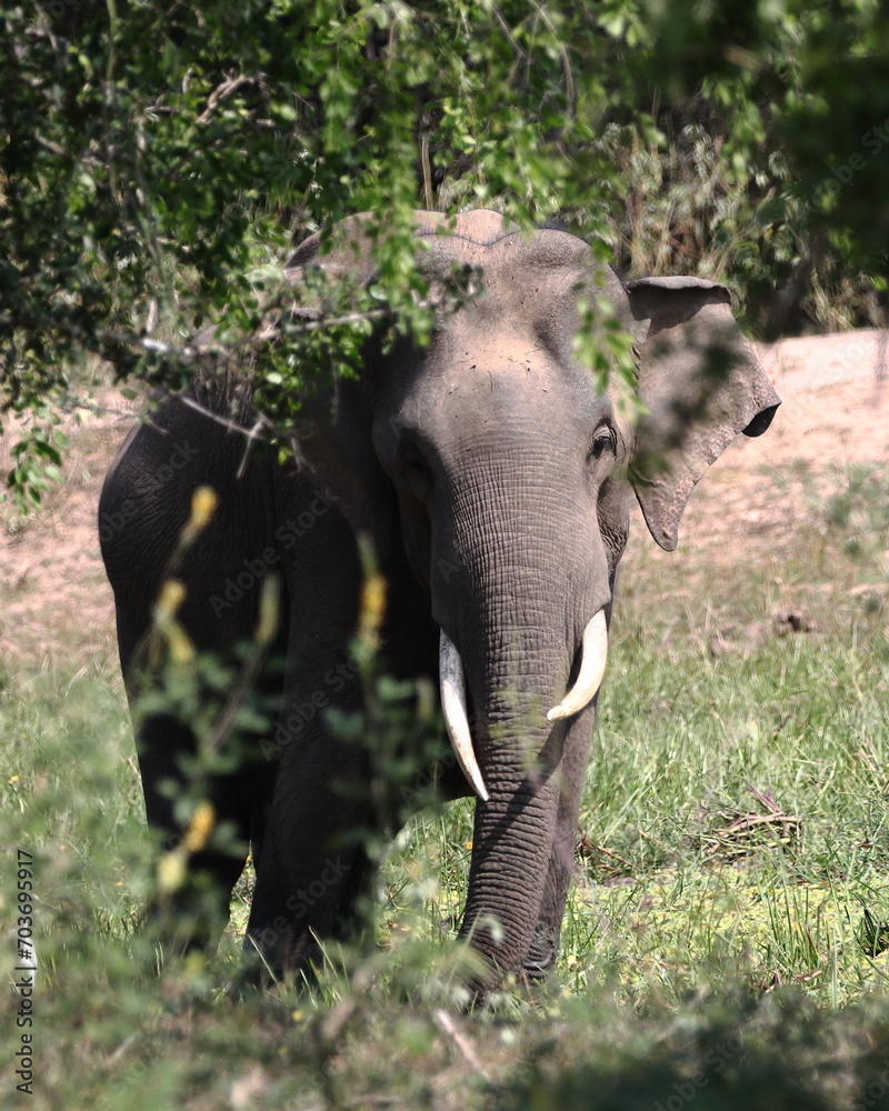 The Sri Lankan elephant (Elephas maximus maximus) is native to Sri ...