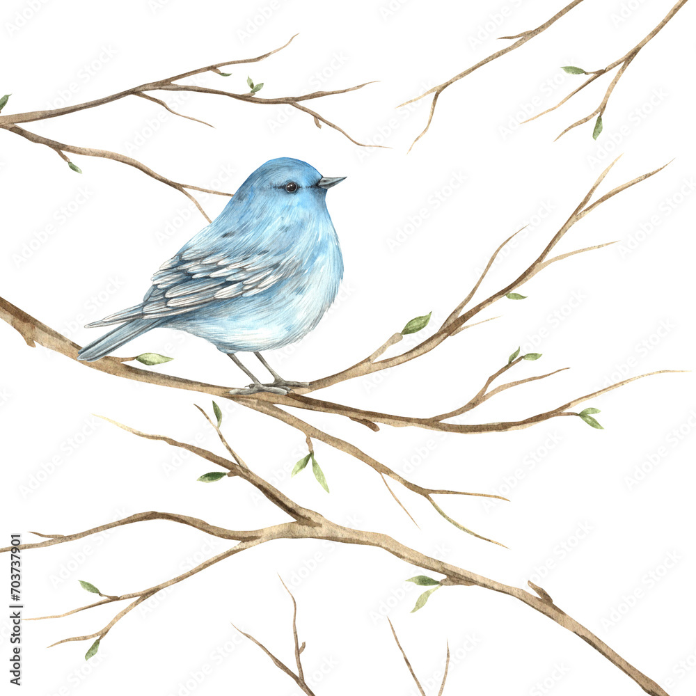 Watercolor bluebird on branches in spring. The illustration is hand ...
