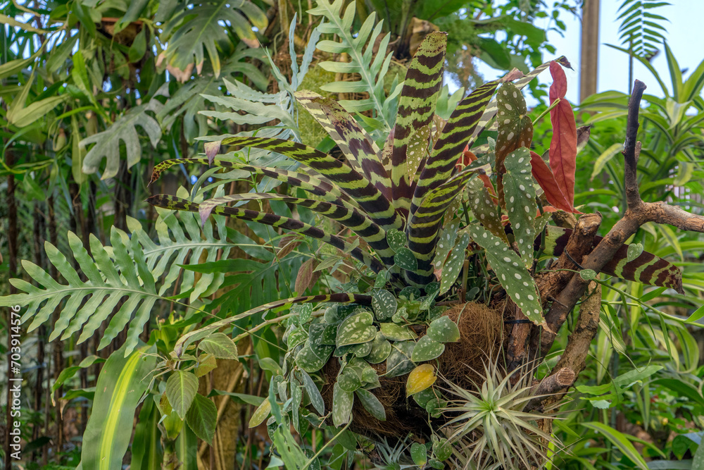 Detail shot with tropical plants Window Leaf Monstera, Flaming Sword ...