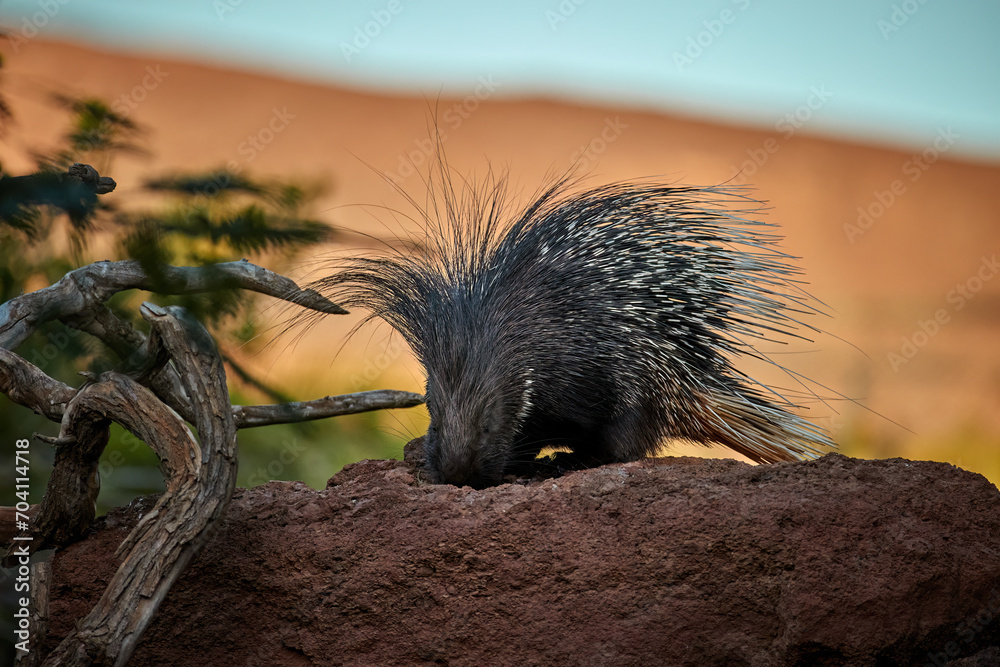 Photo Stock North African wildlife: North African Crested Porcupine ...