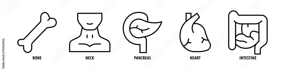 Intestine, Heart, Pancreas, Neck, Bone editable stroke outline icons ...