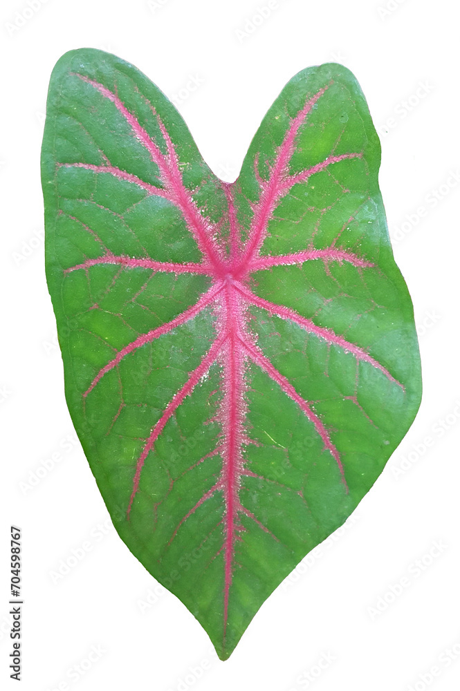 Folha de planta decorativa de cores verde e rosa, png com fundo ...