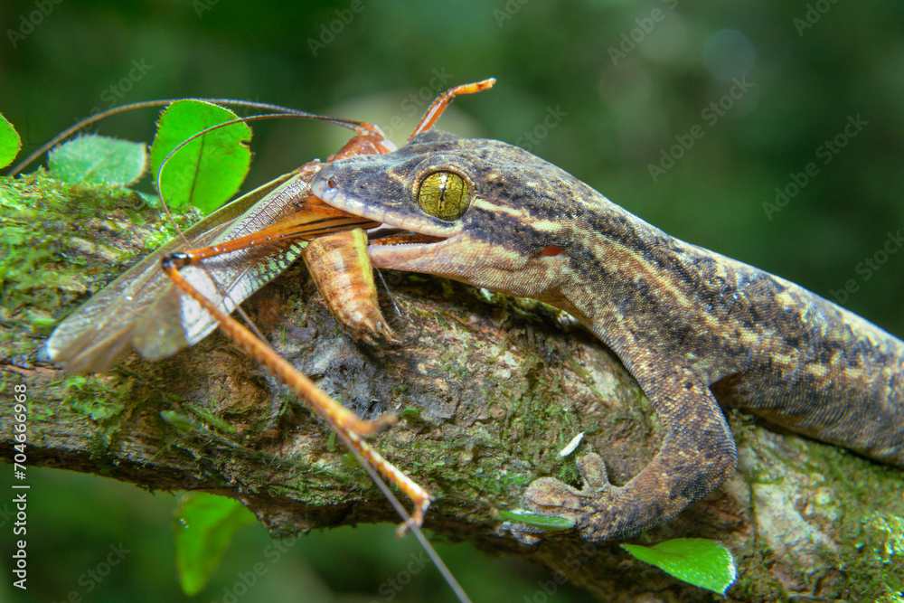 Turnip-tailed Gecko (Thecadactylus rapicauda) eating a grasshopper, La ...