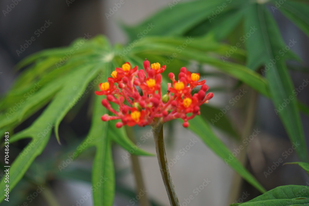 Jatropha podagrica (Also called Jarak bali, jarak batang gajah, Gout ...