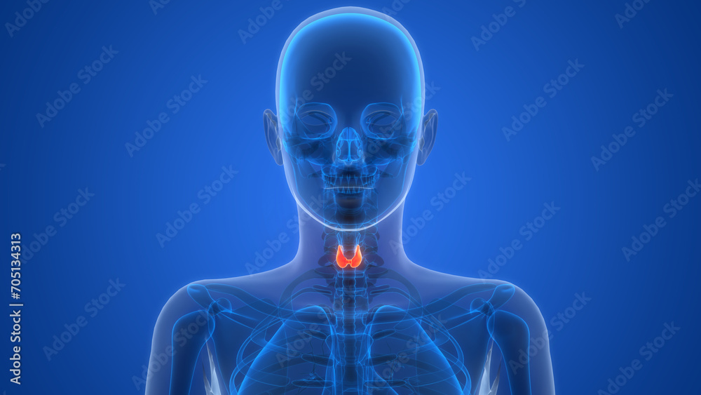Human Body Glands Thyroid Gland Anatomy Stock Illustration | Adobe Stock