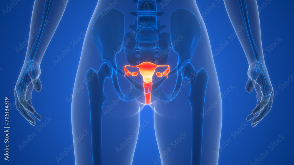 Female Reproductive System Anatomy Stock Illustration | Adobe Stock