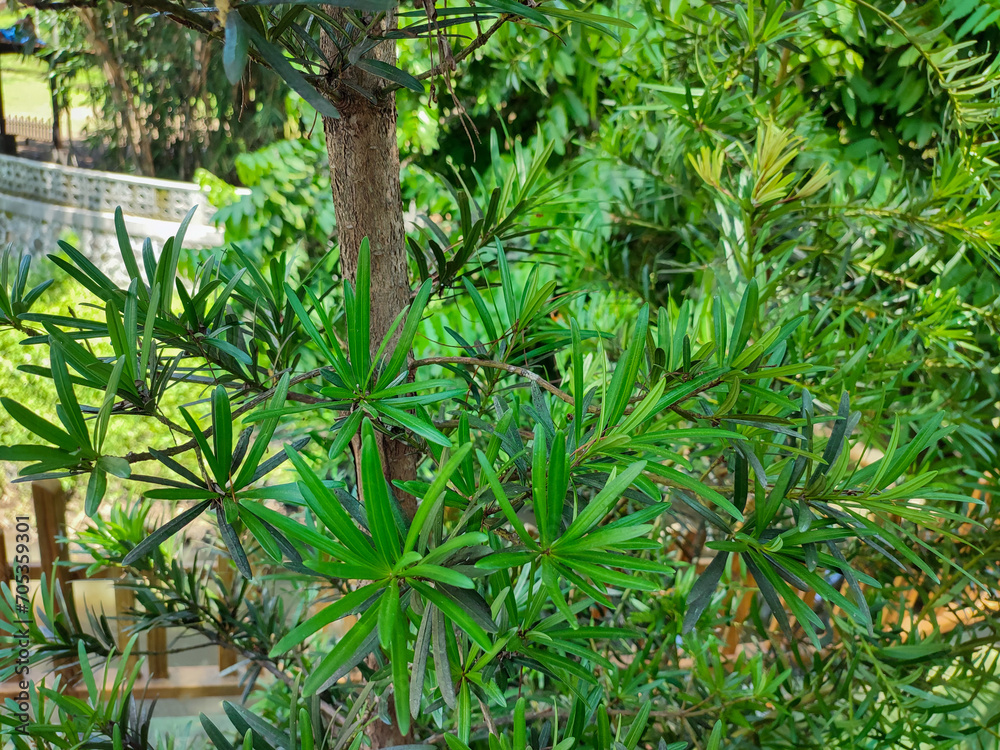 Podocarpus macrophyllus tree is a conifer in the genus Podocarpus ...