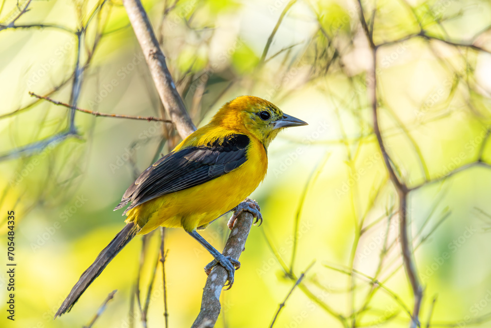 Yellow oriole (Icterus nigrogularis) is a passerine bird in the family ...
