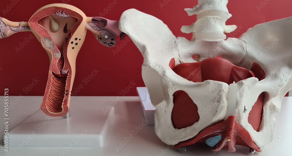 Foto de Stock Anatomy of pelvis of woman gynecology of uterus and ...
