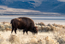 Buffalo Grazing In Meadow Free Stock Photo - Public Domain Pictures