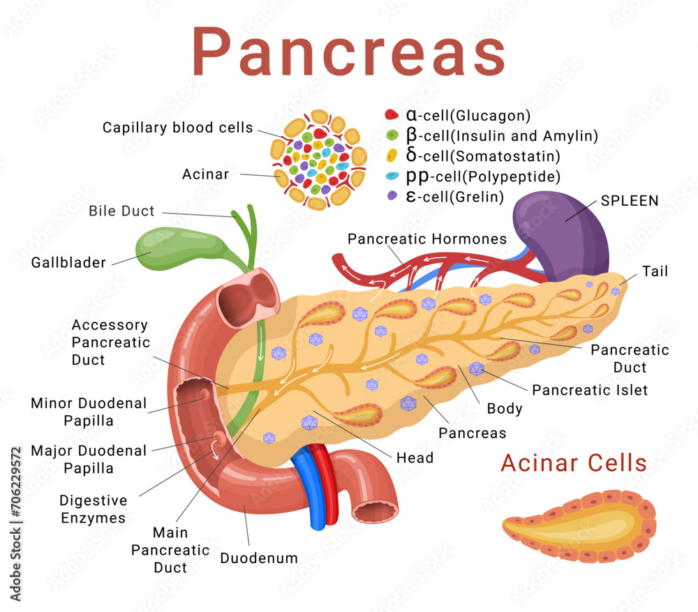Pancreas infographics medical scheme anatomical cross section model ...
