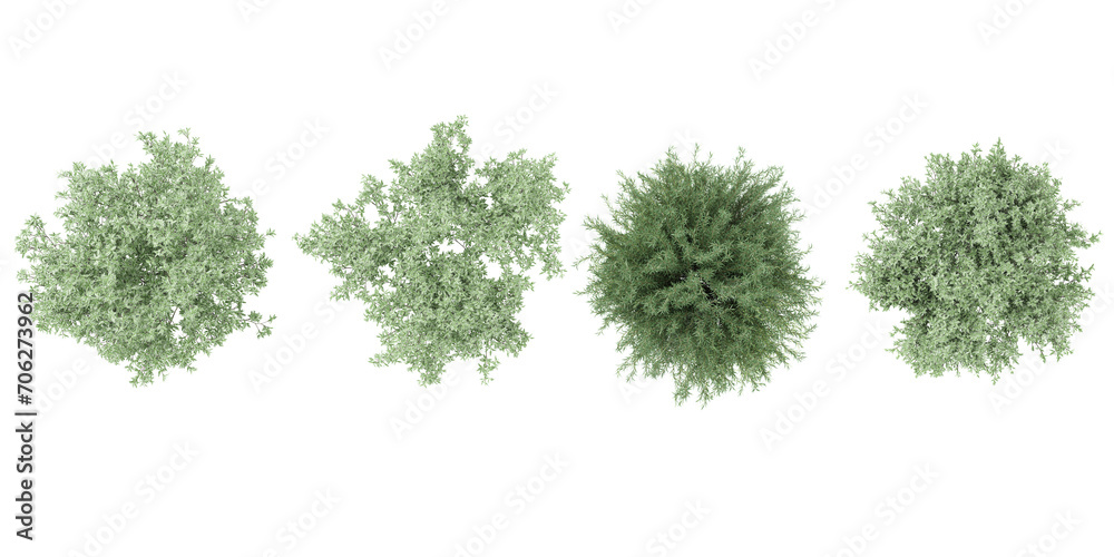 Set of Salix Purpurea Nana,Olive trees and shrubs, 3D rendering. top ...