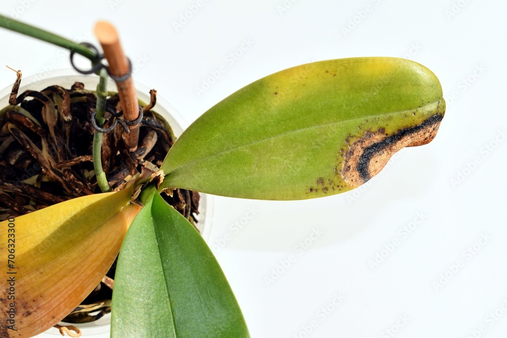 Damaged and unhealthy looking leaves of orchid, plant in poor condition ...