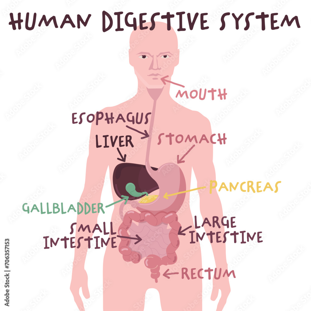 Human digestive system in flat cartoon style. Organs of digestion. Stock Vector | Adobe Stock