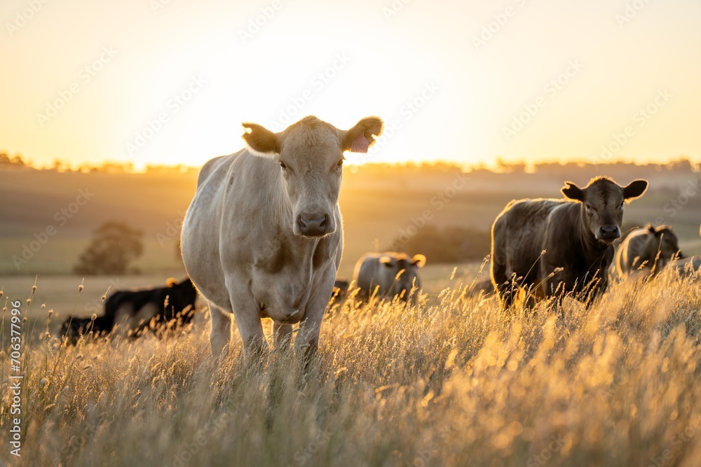 cows in field, grazing on grass and pasture in Australia, on a farming ...