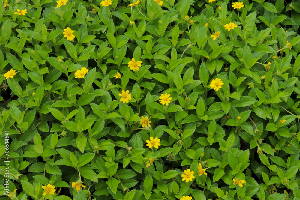 full frame of the plant Sphagneticola trilobata, commonly known as the ...