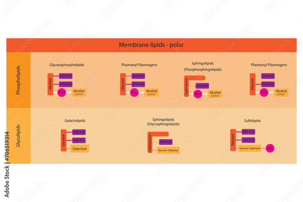 Diagram showing classification of lipids - storage lipids, membrane ...