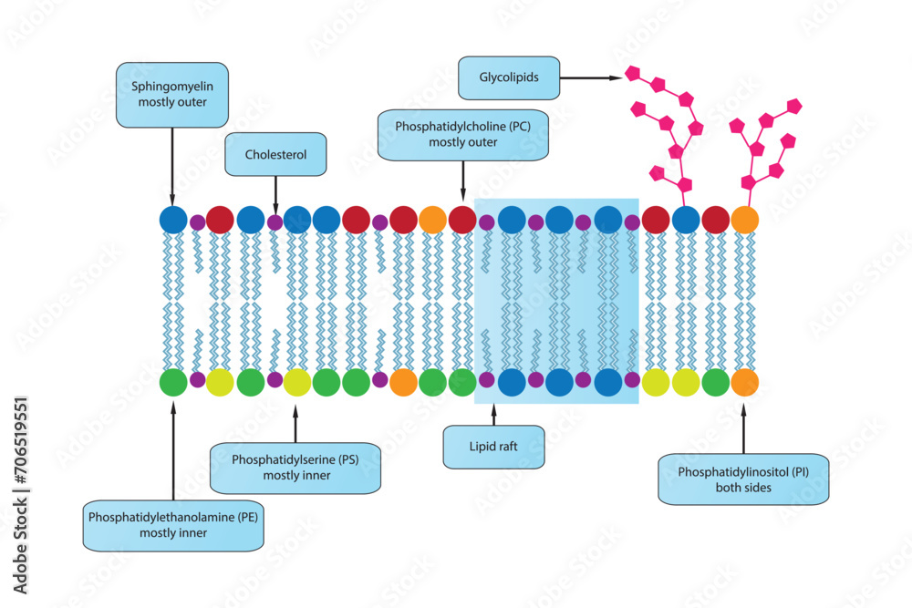 Vector de Stock Diagrams showing schematic structure of cytoplasmatic membrane, including ...