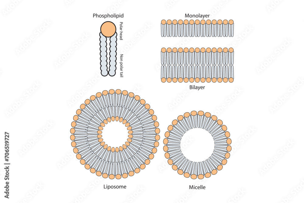 Diagram showing phospholipid structures - Liposome, micelle, monolayer and bilayer. Red and blue ...