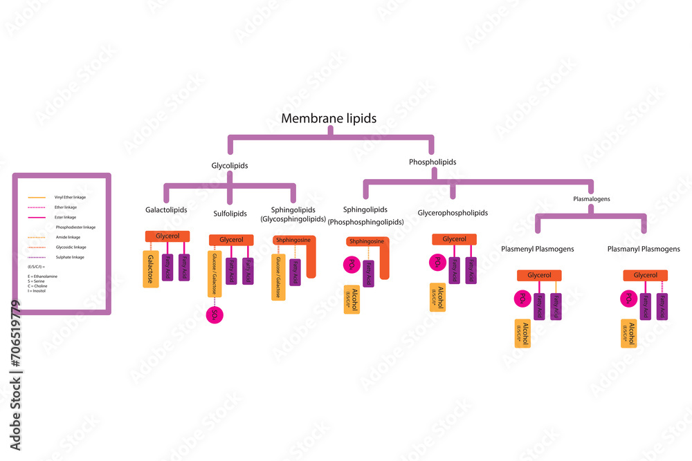 Diagram showing classification of lipids - storage lipids, membrane ...