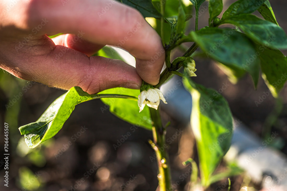 Harvesting abundance: fingers carefully snipping the crown flower of a ...