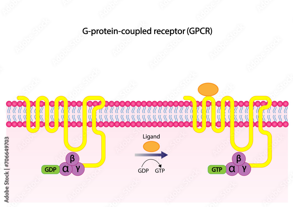 G protein coupled receptors gated ion channel. Structure of a G protein-coupled receptor (GPCR ...