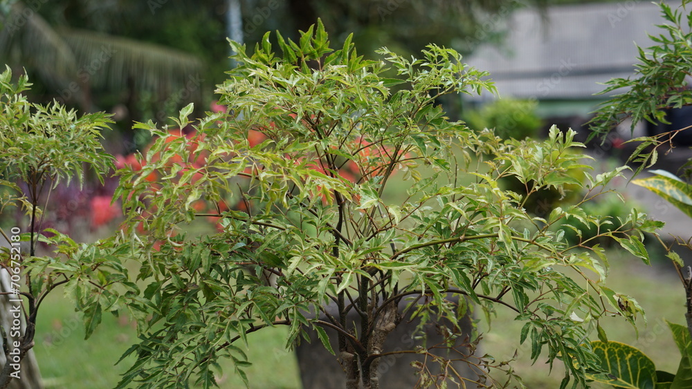 Polyscias fruticosa (Ming aralia, dwarf tree, Daun berlangkas, kuku ...