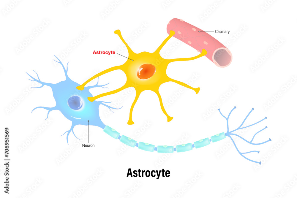 Astrocyte vector. Glial cells (neuroglia). Central nervous system ...