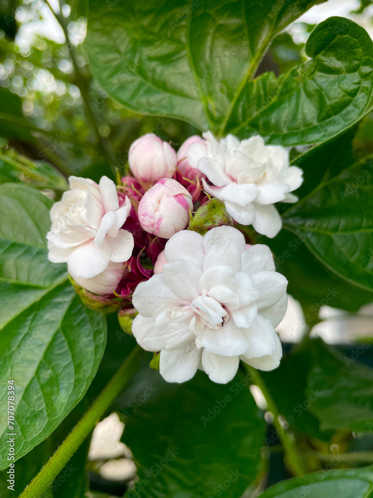 Stock-Foto „Glory Bower (Clerodendrum chinense) or pink clerodendrum ...