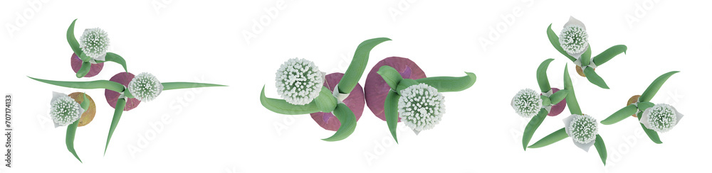 3d render top view of green allium cepa plant on transparent background ...