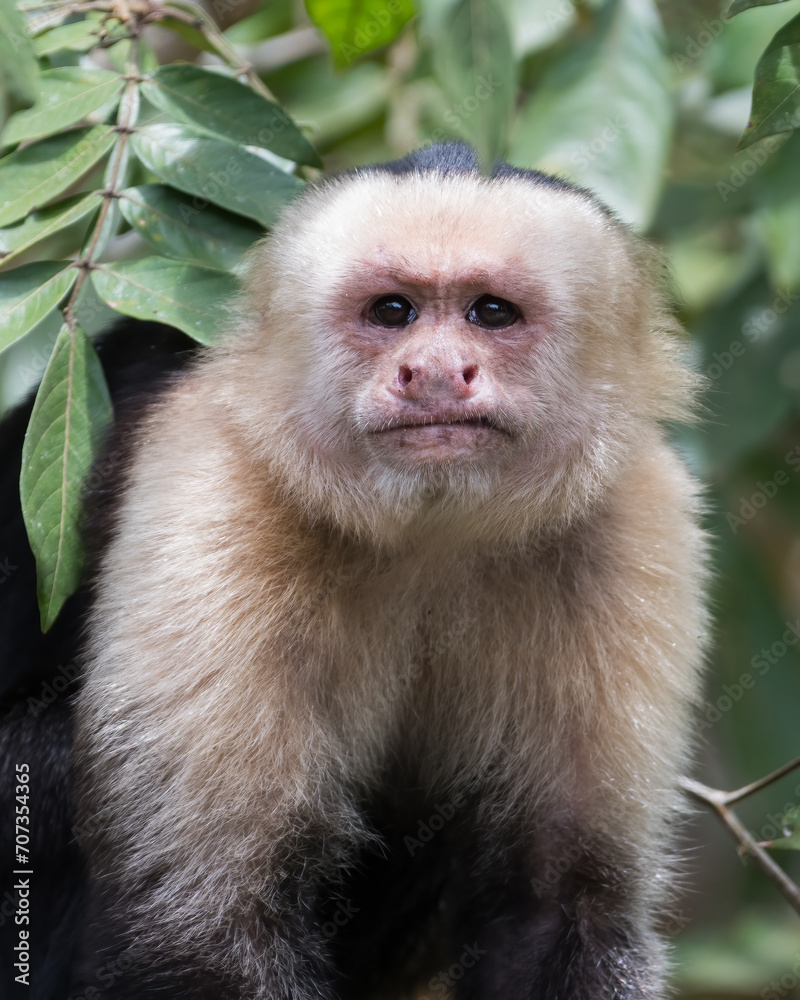 White-faced capuchin monkey (Cebus imitator) in Manuel Antonio national ...