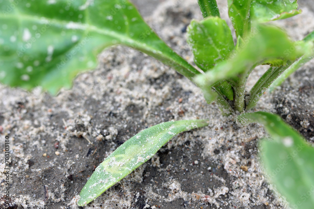 Cotyledon of sugar beet plant with larval tunnels of larvae fly from ...