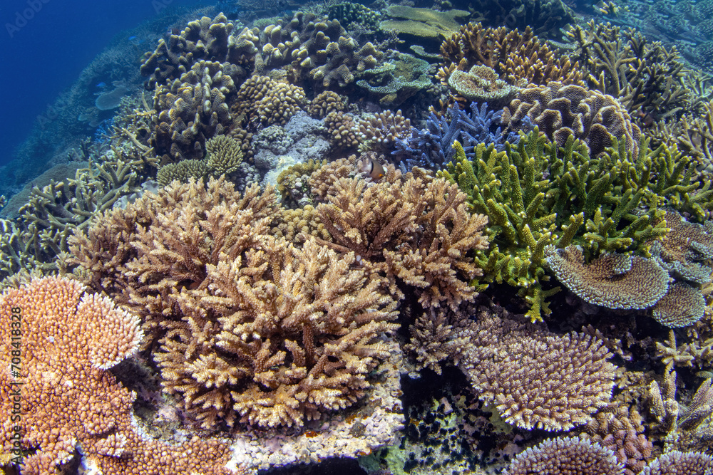 Beautiful section of the Great Barrier Reef covered in rich growth of ...