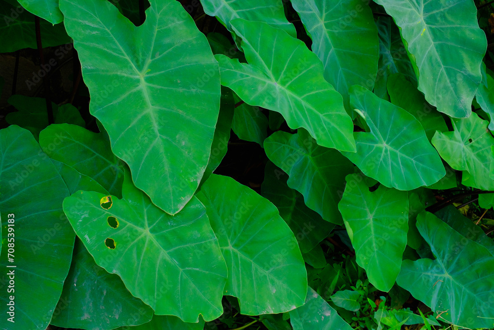 Background Photography. Textured Background. Background of broad-leaved ...