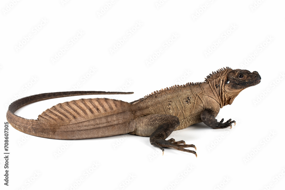 The Indonesian Giant Sailfin Dragon (Hydrosaurus microlophus) is a ...